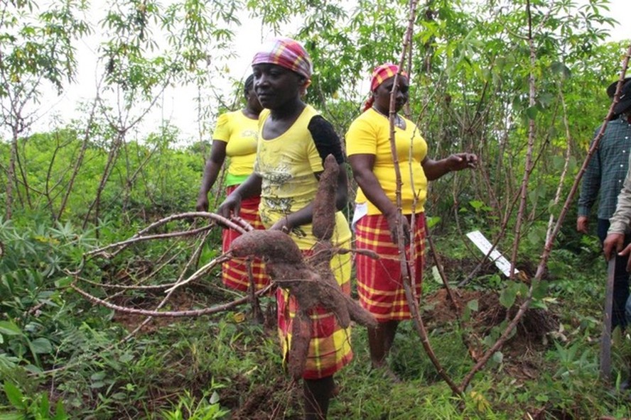 Cooperativa de mulheres do Suriname quer exportar com sustentabilidade