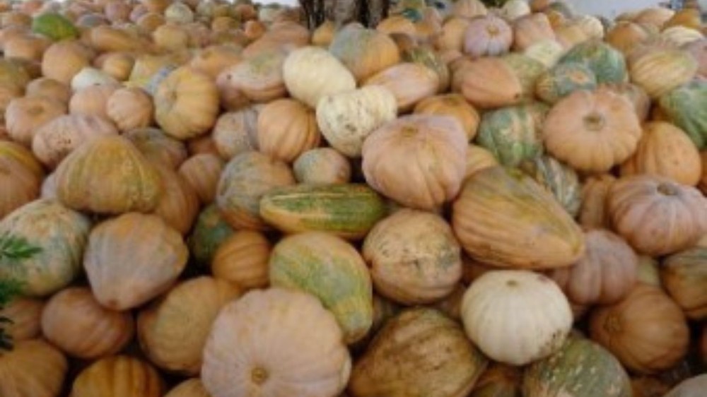 Tipos de abóbora: conheça 11 variedades de jerimum