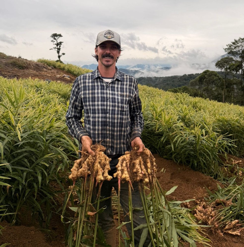 'Capital do Gengibre' no interior de SP tenta retomar o cultivo da raiz