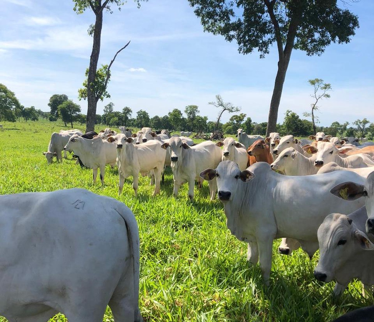 Como o boi novo pode ajudar a reduzir a emissão de poluentes