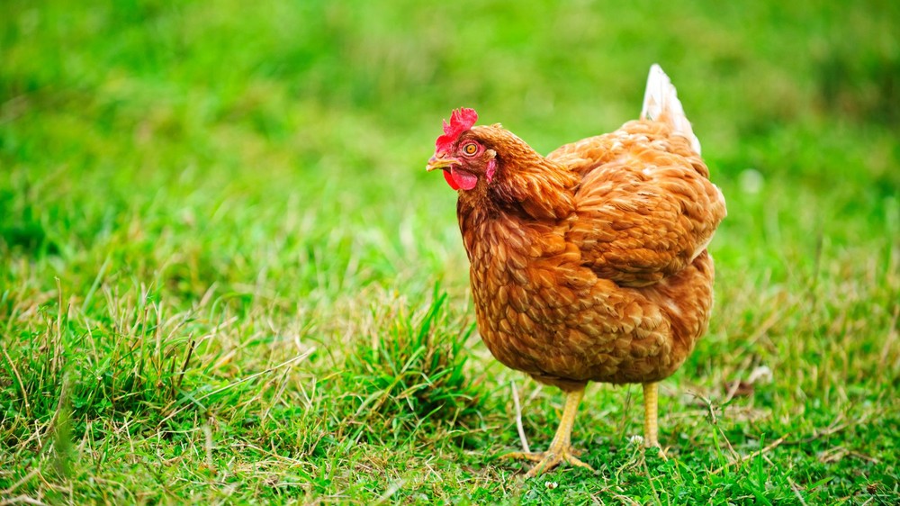 Galinhas poedeiras: conheça as principais raças