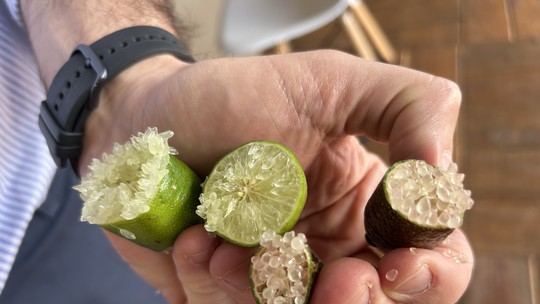 Limão-caviar: fruta da alta gastronomia pode custar até R$ 2 mil o quilo