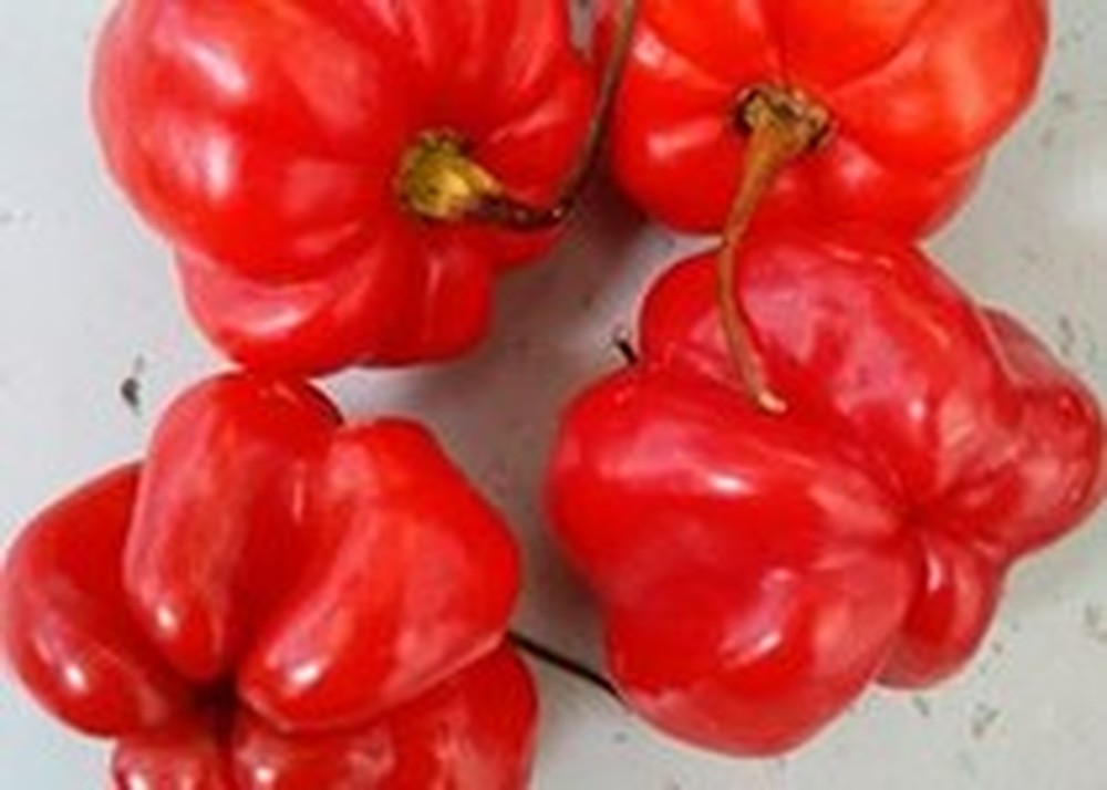 Conheça a pimenta habanero