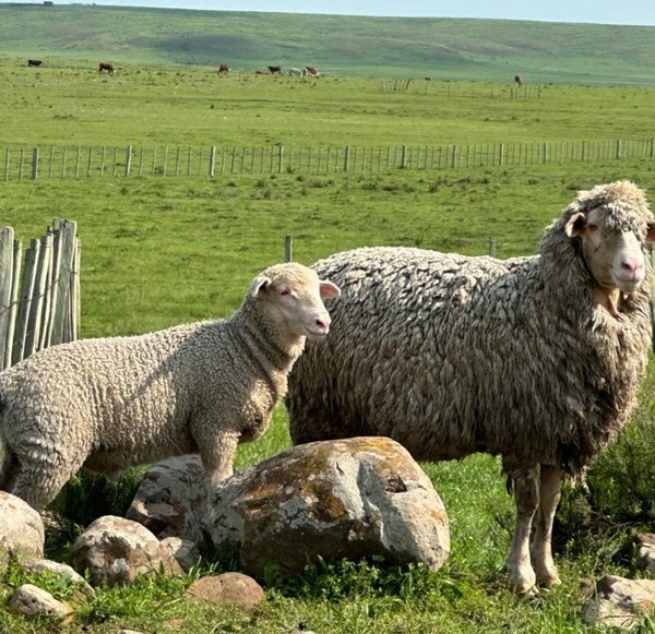 Expointer 2024 começa neste sábado como símbolo da reconstrução do agro ...