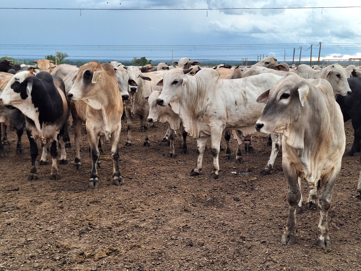 Tarifa sobre Brasil valoriza boi em países concorrentes