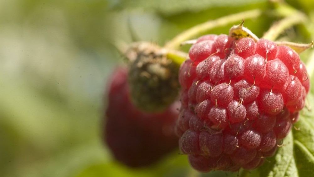 Como plantar framboesa