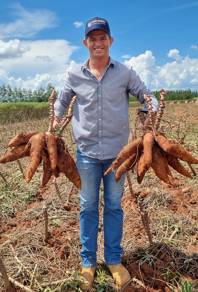 Preço baixo faz produtor de mandioca deixar a planta mais tempo na lavoura