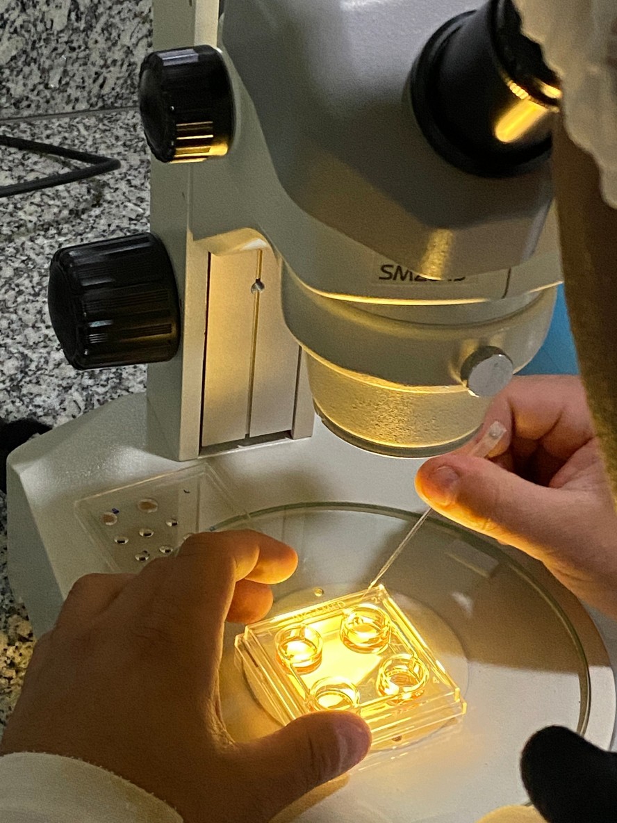 Empresa exporta embriões bovinos a países da África, Ásia e América Latina