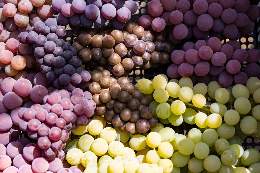 Acordo Mercosul-UE deve aumentar competitividade da fruticultura brasileira