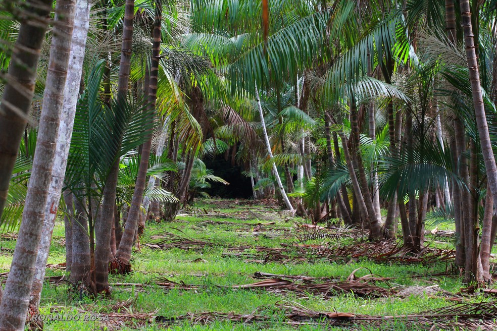 Como plantar açaí? Saiba mais sobre o fruto nativo da Amazônia