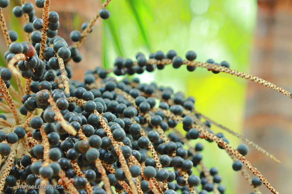Açaí faz bem para memória: veja 9 benefícios do 'superalimento' brasileiro