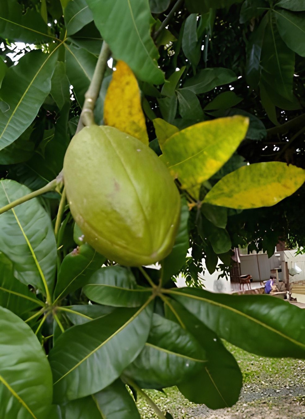 Que árvore é essa? Conheça a castanha do Maranhão