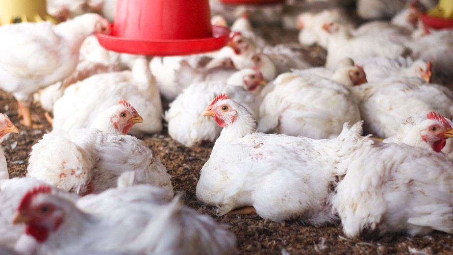 Preço do frango sobe com aumento da demanda no início de outubro