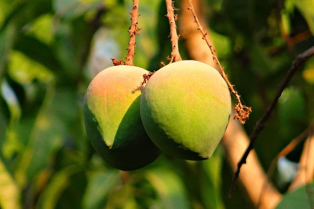 Manga é nativa de onde? Saiba 10 curiosidades sobre a fruta