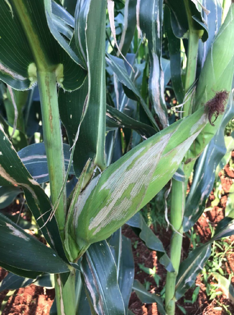 Bacteriose do milho pode causar perda de 50% na produtividade