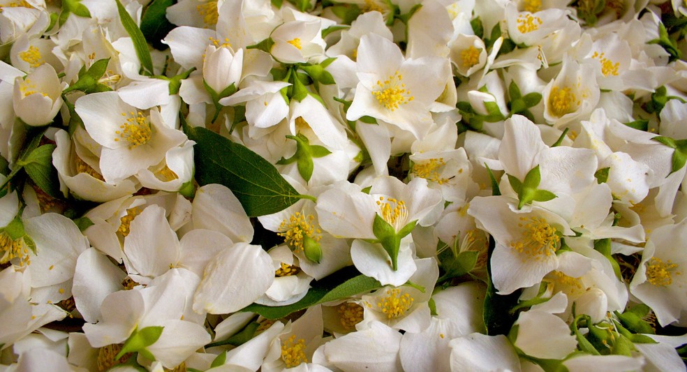 Veja quais são as flores mais cheirosas para perfumar a sua casa