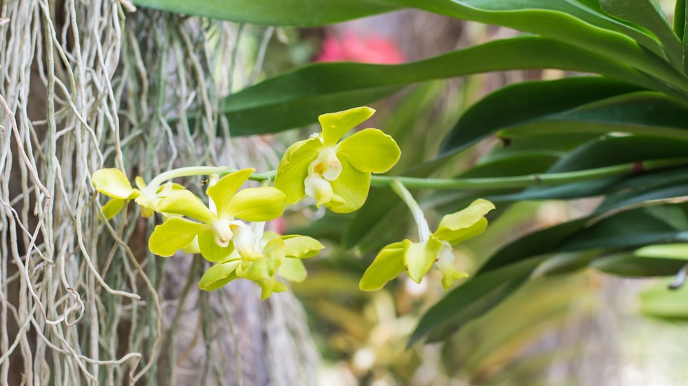 Qual o significado de cada cor de orquídea?