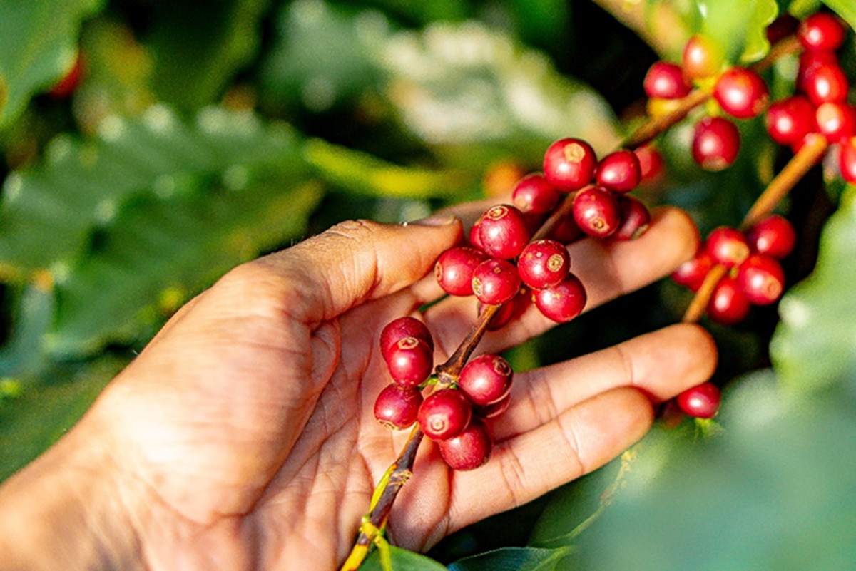 Café volta a subir em NY com foco nas questões de oferta