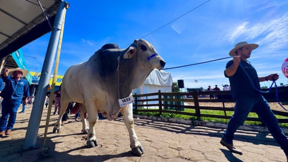 Mais de uma tonelada: como é a rotina do touro mais pesado do Brasil