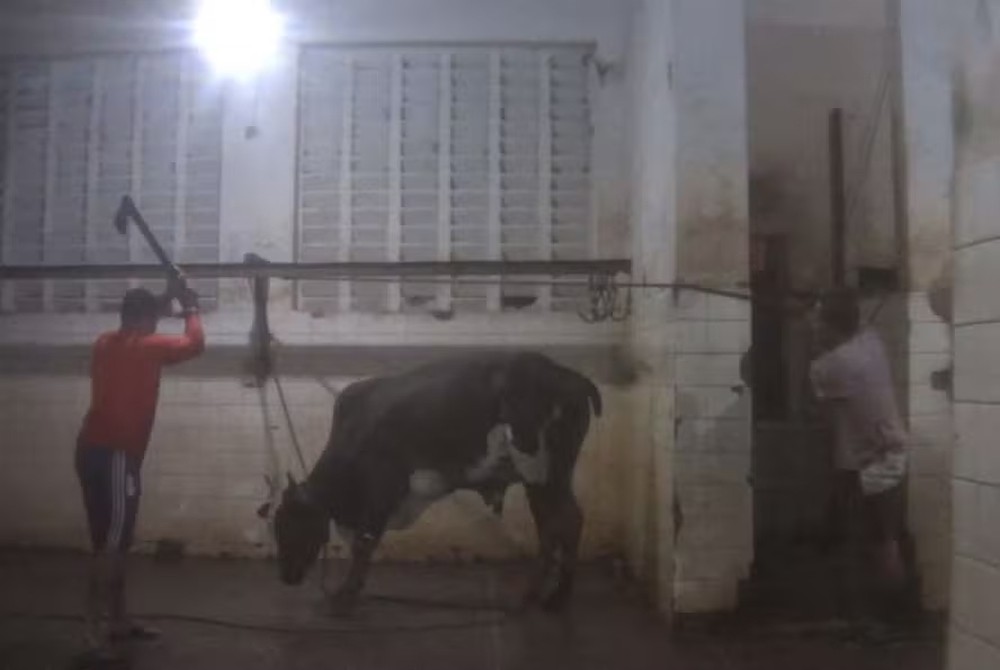 Matadouros municipais ignoram a Lei de Abate Humanitário e deixam ...