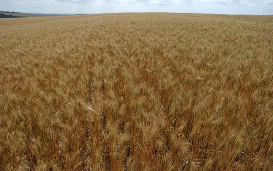 Trigo recua 2% em Chicago com quadro favorável para lavouras nos EUA