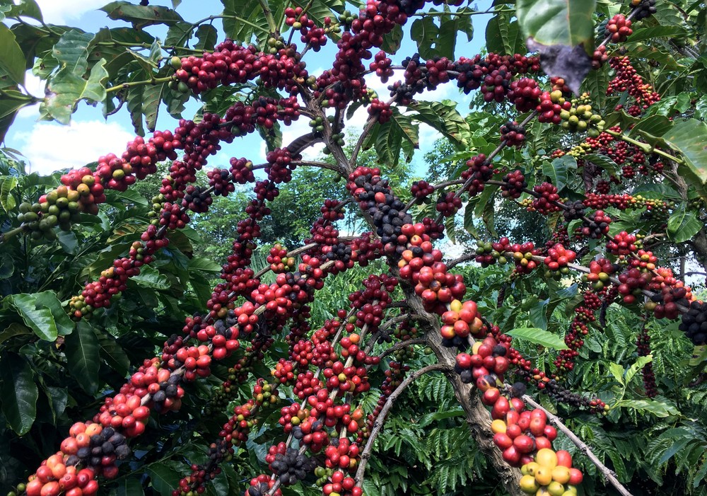 Café é a segunda bebida mais consumida no Brasil; veja curiosidades
