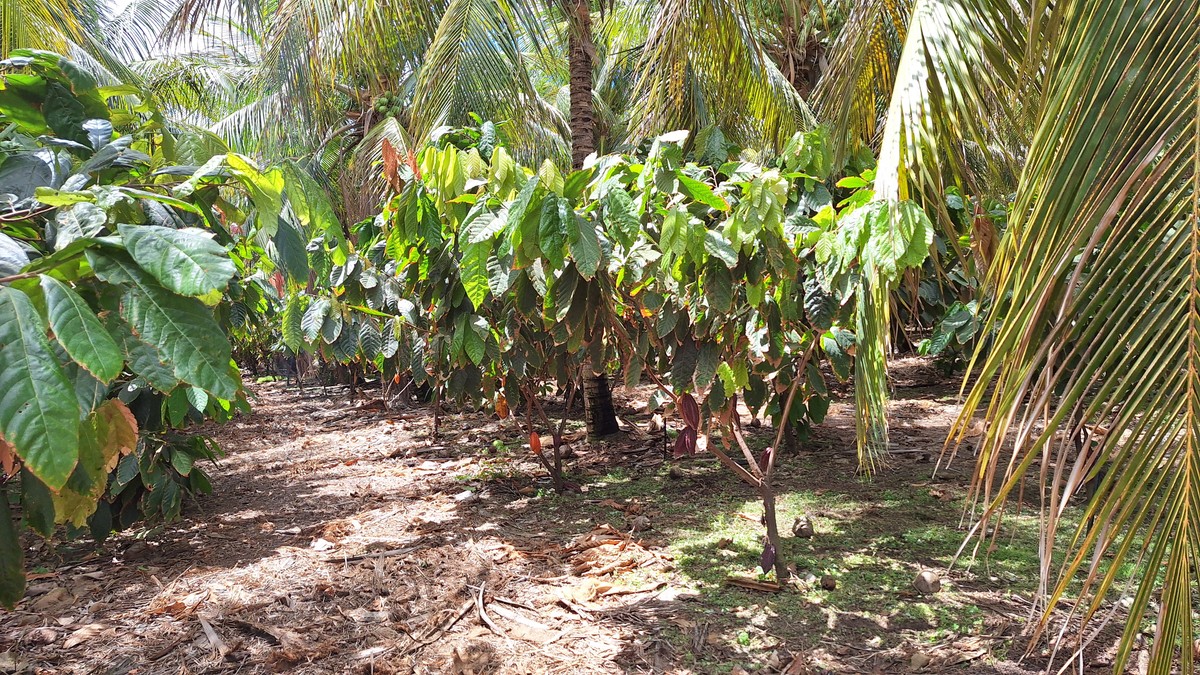 Cacau é produzido na sombra de coqueiros no Vale do São Francisco