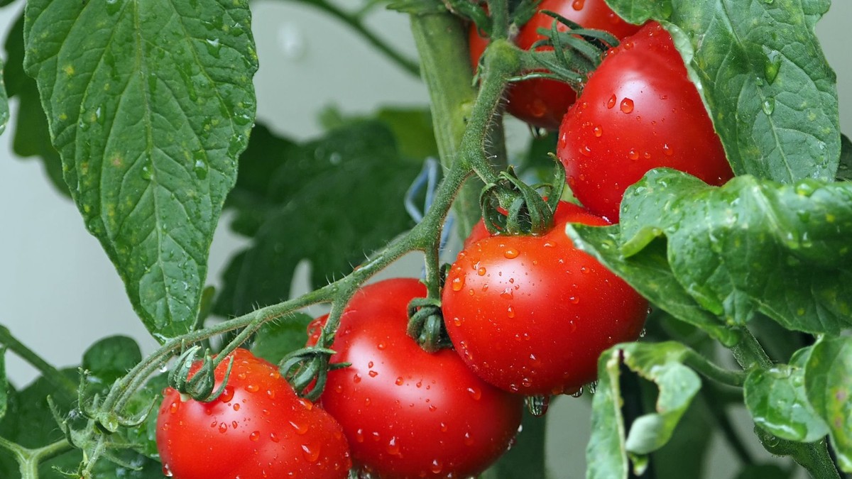 Como plantar tomate? Veja o passo a passo