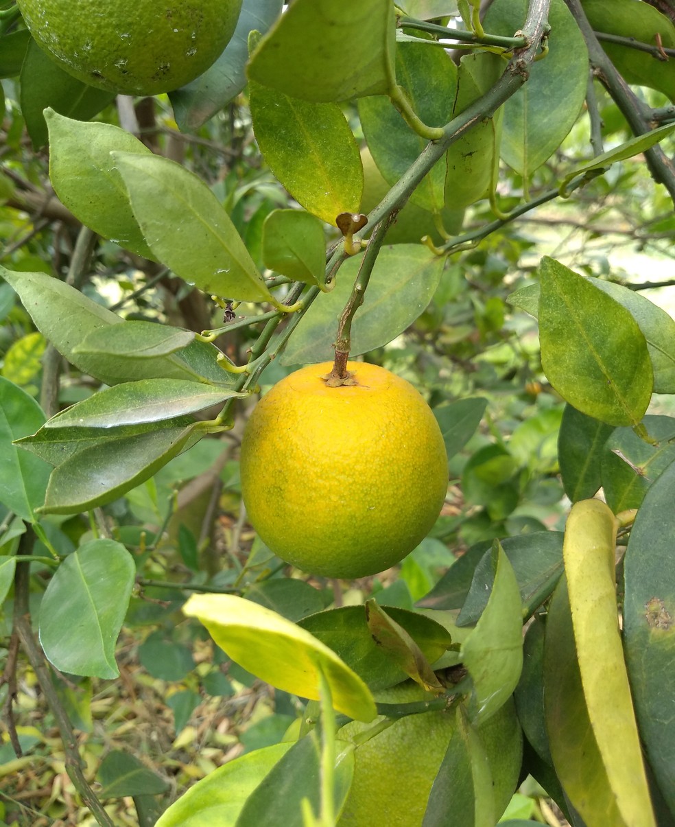 Casos de greening aumentam e preocupam produtores de citros em SP e MG
