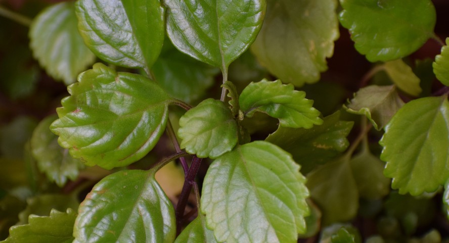 Como plantar 'dólar' e curiosidades do cultivo