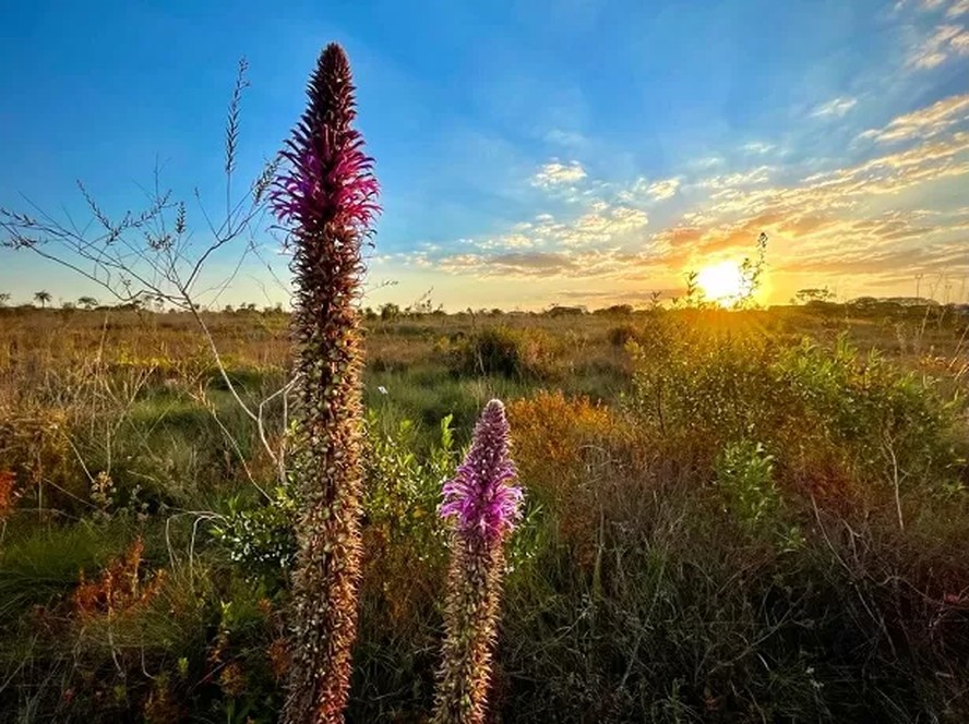 Conheça a flor que só existe em Brasília e corre risco de extinção