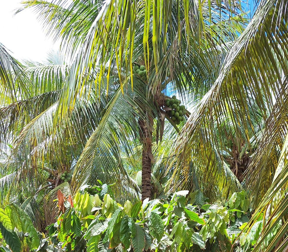 Cacau é produzido na sombra de coqueiros no Vale do São Francisco