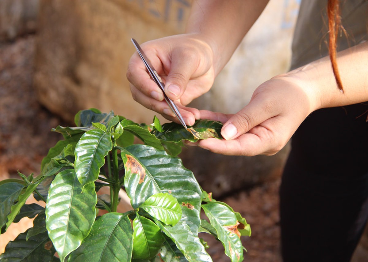 Projeto auxilia produtor de café a controlar pragas como o bicho-mineiro