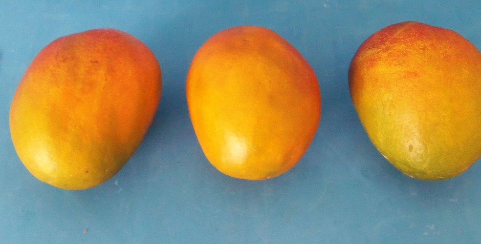 Quais tipos de manga mais comuns no Brasil? Conheça