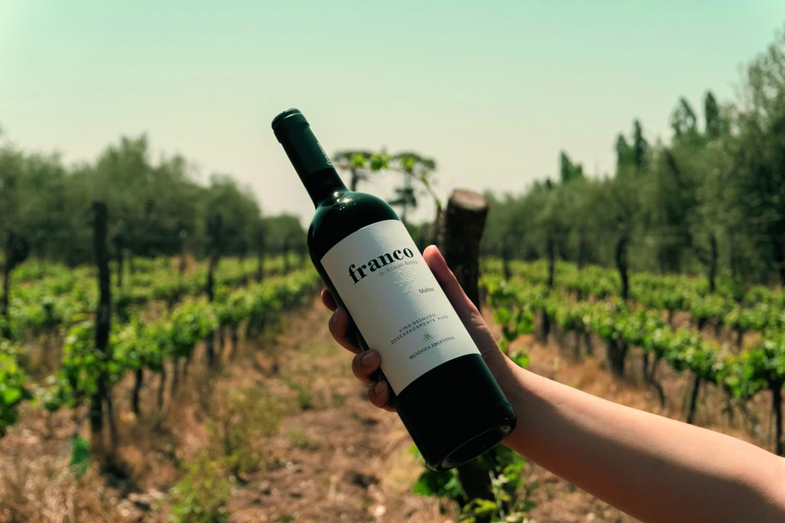Vinhos do deserto: conheça a produção de Mendoza, na Argentina