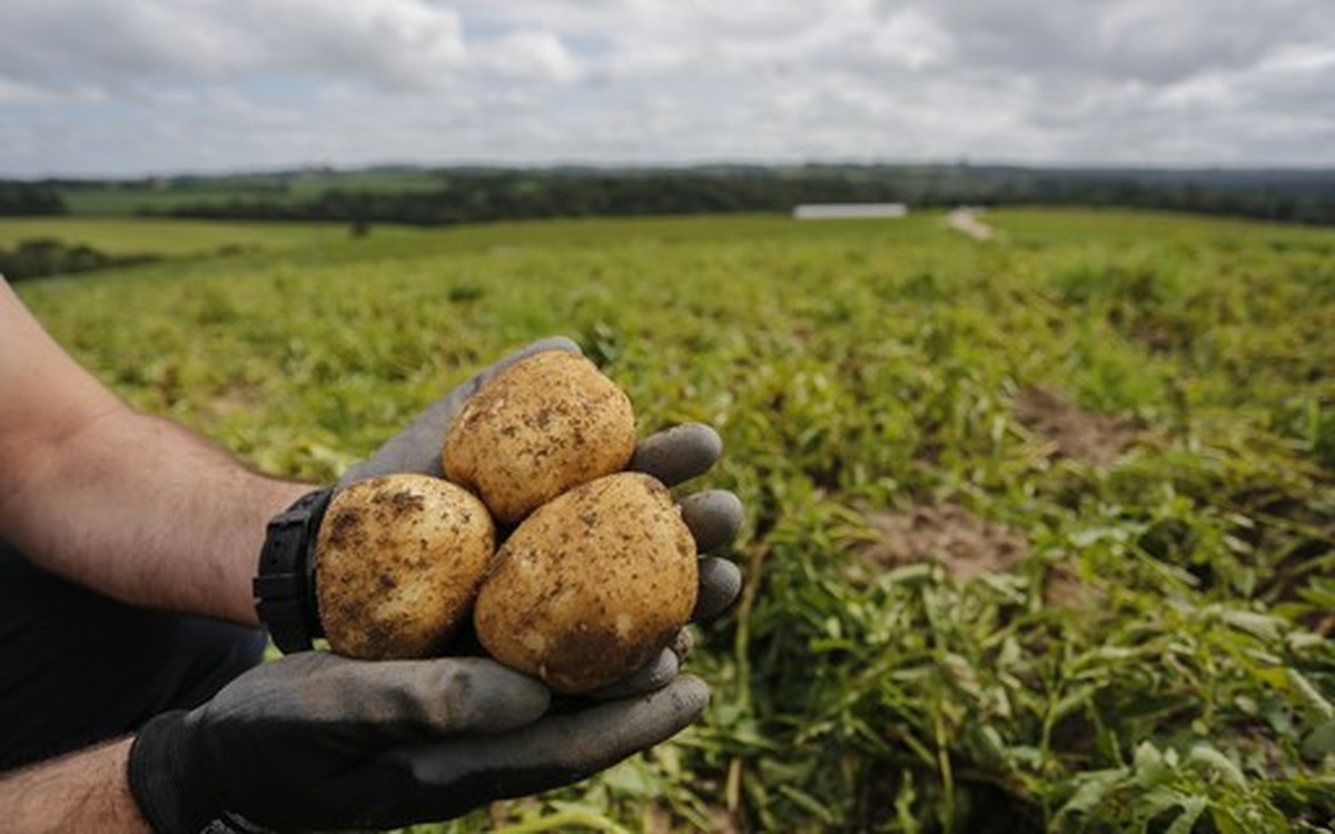 Maior oferta pressiona cotações da batata, informa Cepea