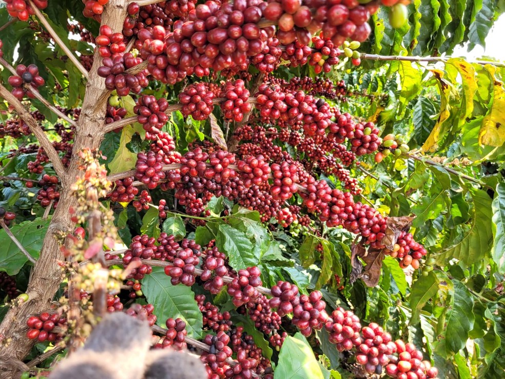 Pequenos produtores descobrem potencial de café conilon em SP