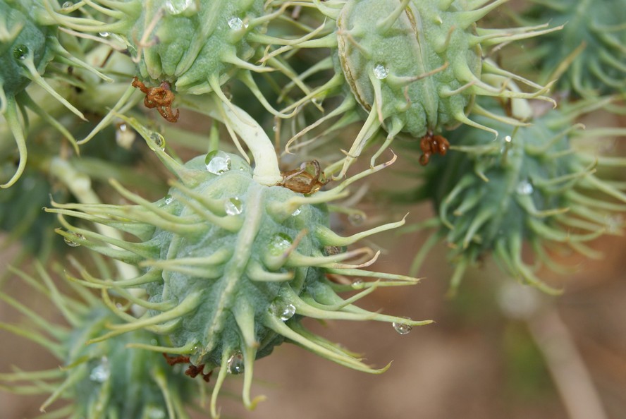 Como controlar a mamona, que pode causar perdas no campo e em armazéns