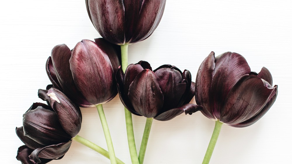 Por que não existe flor preta? Entenda