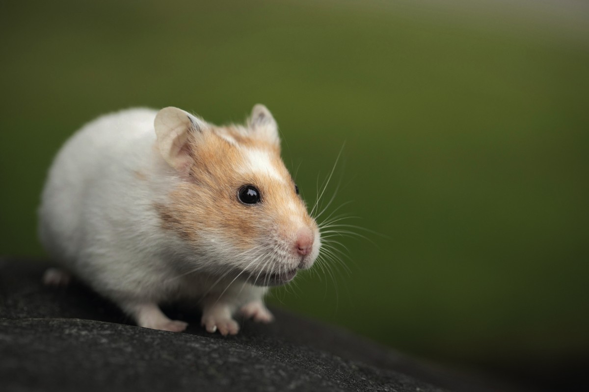 Como fazer uma criação de hamster