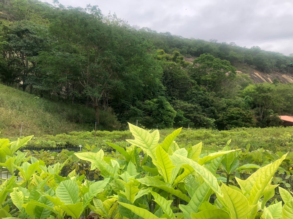 Instituto Terra planeja formar 200 hectares de agrofloresta e reavivar ...