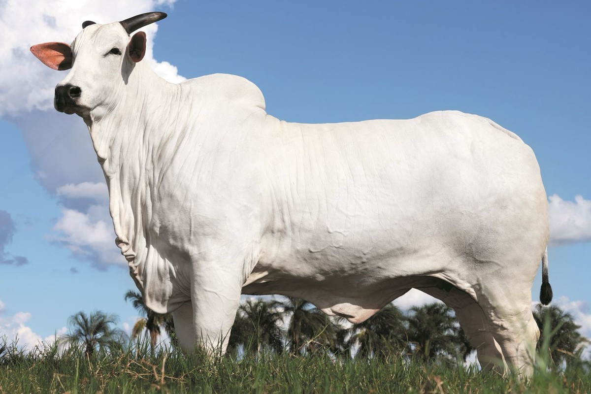 Vaca nelore bate recorde mundial de preço ao atingir R$ 54 milhões