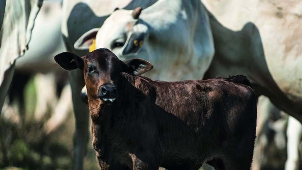 Entenda a diferença entre boi, vaca, bezerro e novilha