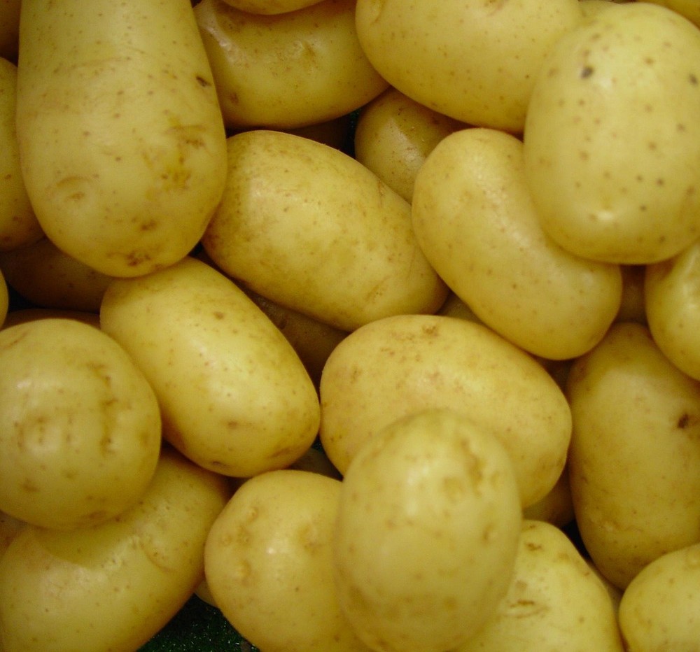 Embrapa lança variedade de batata indicada para plantio orgânico