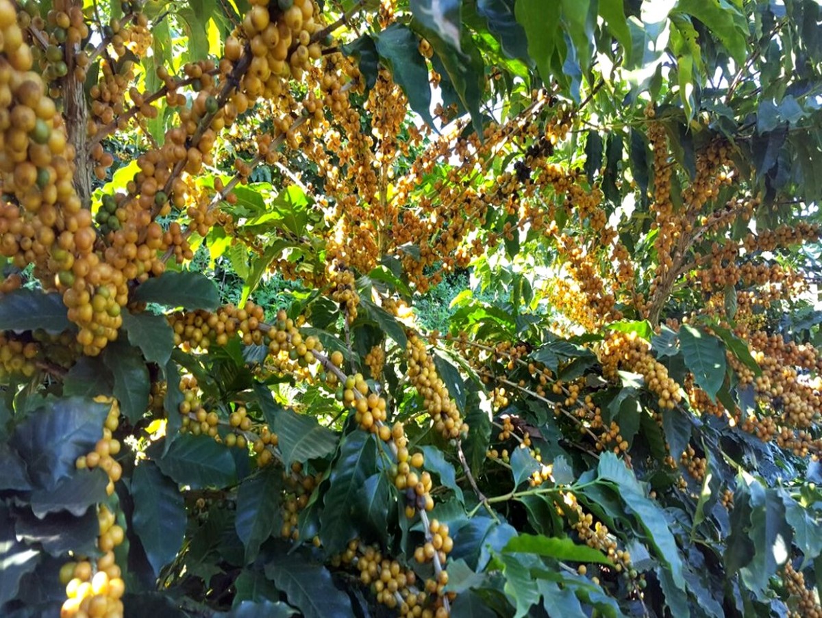 Café arara ganha destaque entre os produtores