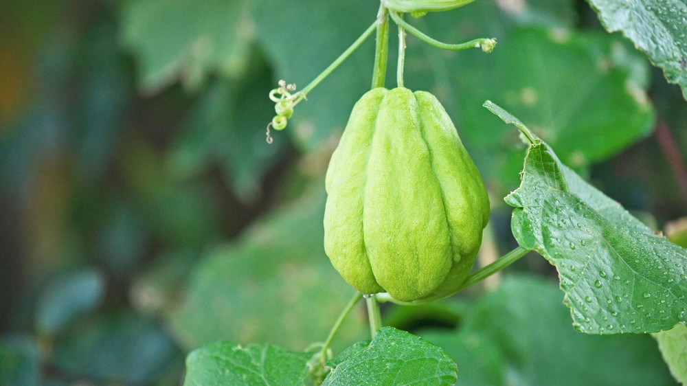 O que plantar em outubro? Primavera favorece hortifrútis