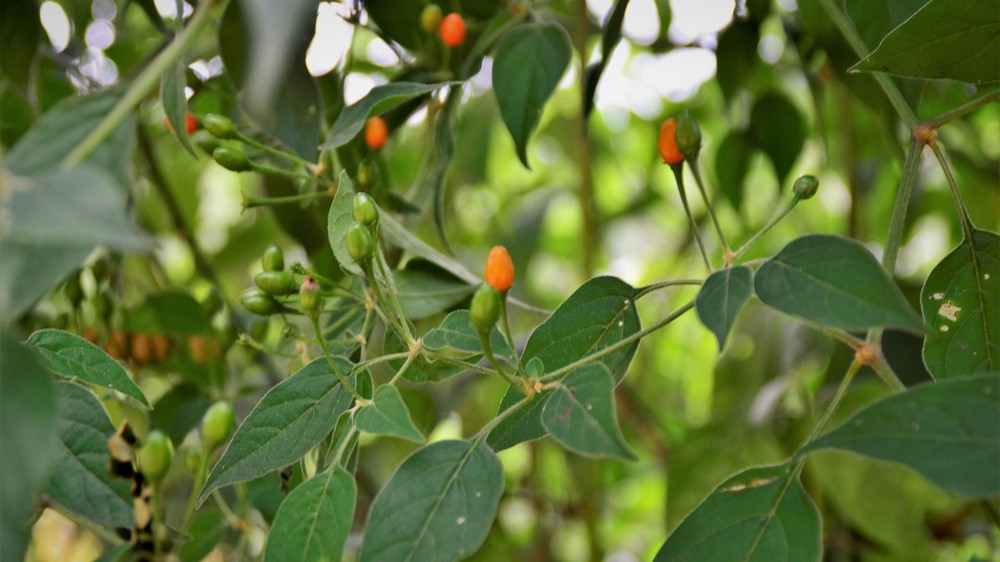 Tipos de pimenta: conheça as variedades mais consumidas no Brasil
