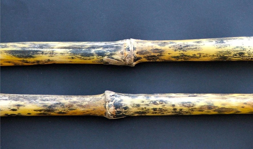 Recombinação genética de fungo dificulta medidas de controle de doença ...