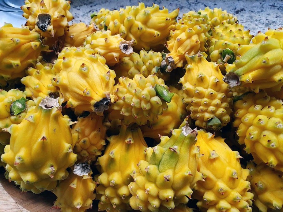 Embrapa lança cinco cultivares de pitaya mais resistentes e doces