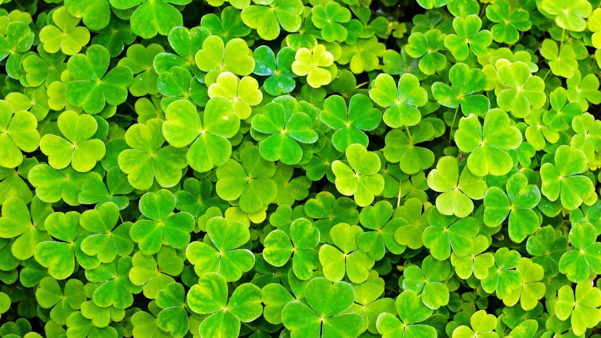 Cientistas descobrem como trevo pode ajudar a combater mudanças climáticas